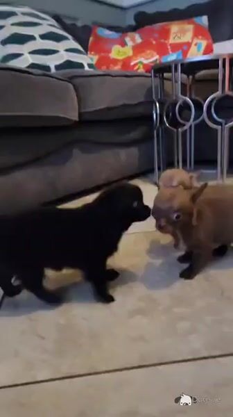 Chihuahua puppies in Tipperary - dogs.ie